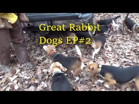 Rabbit Hunting With Great Dogs EP#2/ Rabbit hunt with beagles/Training ...