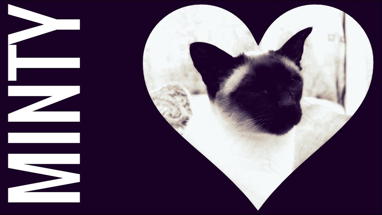 Minty Cat Meow - YouTube