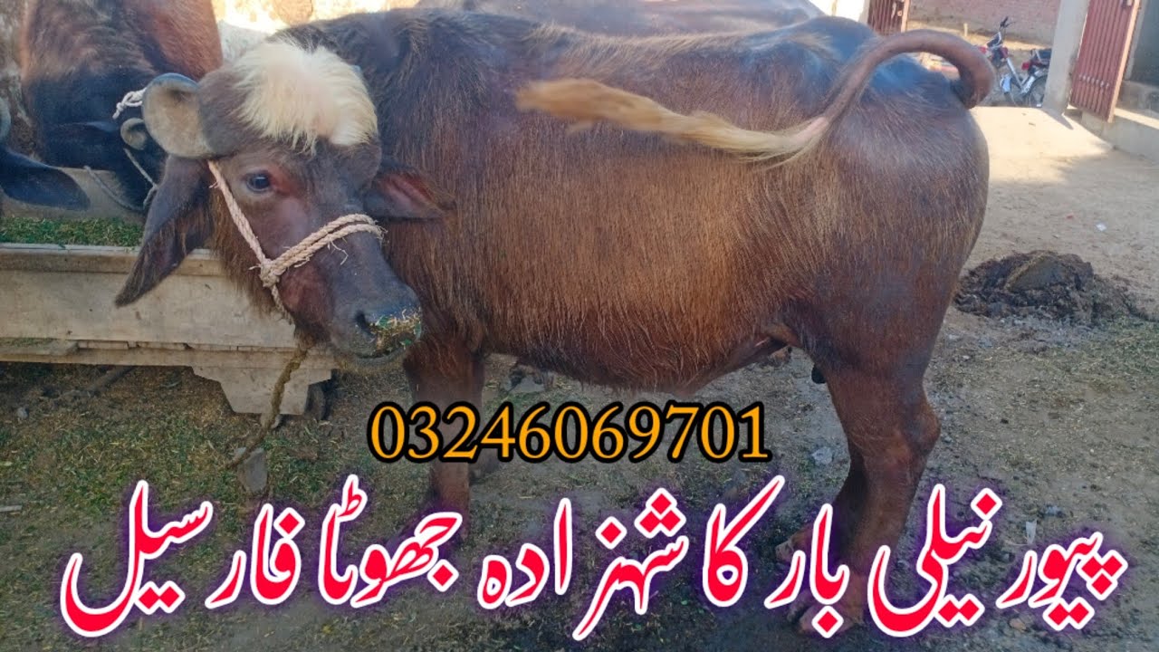 pure Neeli bar ka Shada Jodha for sale WhatsApp number aur Raabta ...