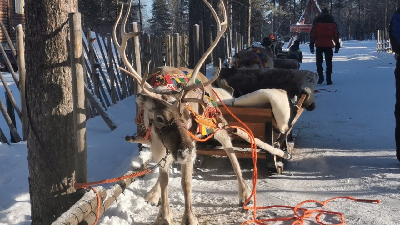 Reindeer Sleigh Ride in Rovaniemi, Lapland | Finland - YouTube