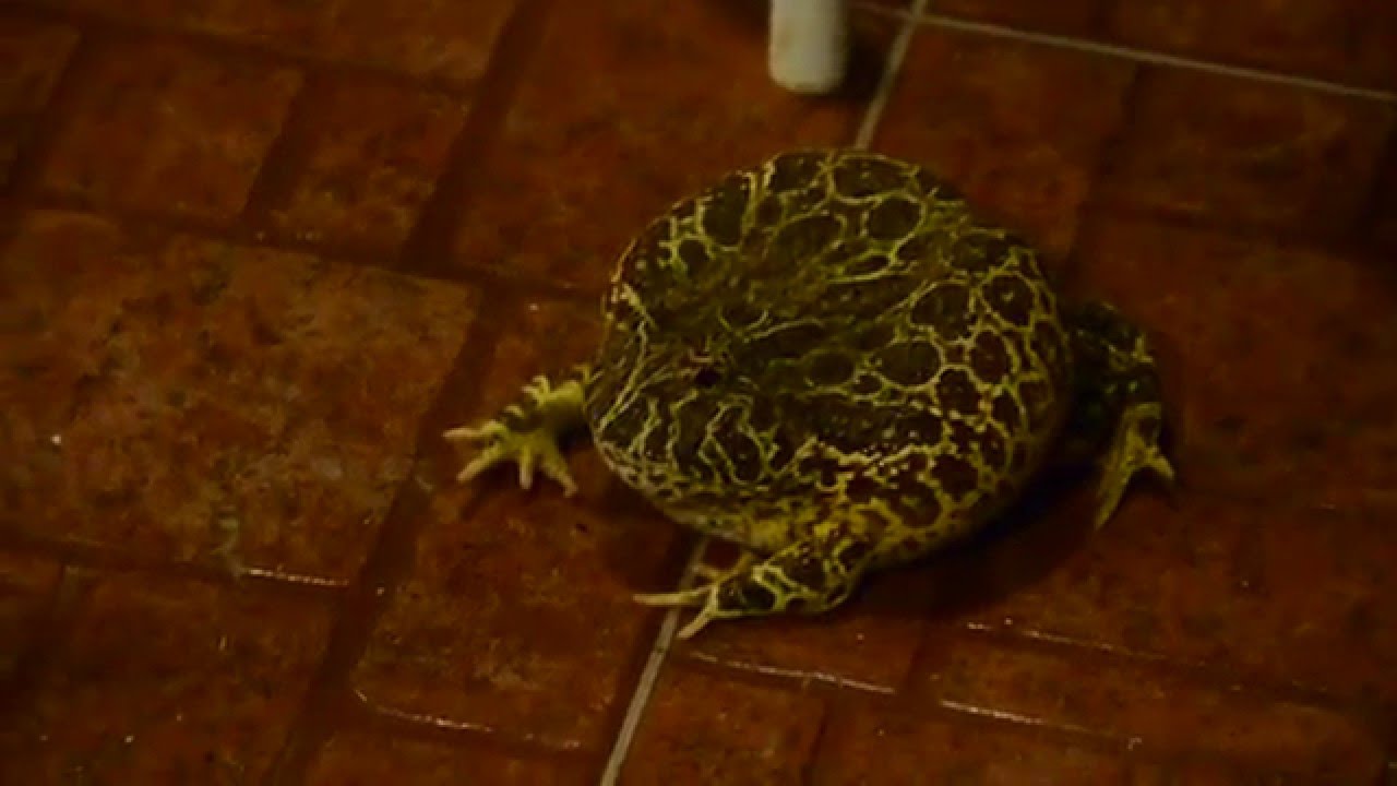 Mutant Frog attacks - YouTube