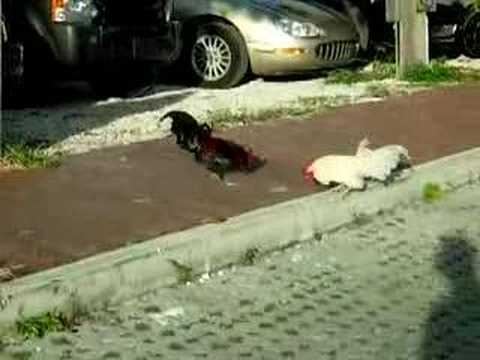 Roosters Posturing - Key West classic - YouTube