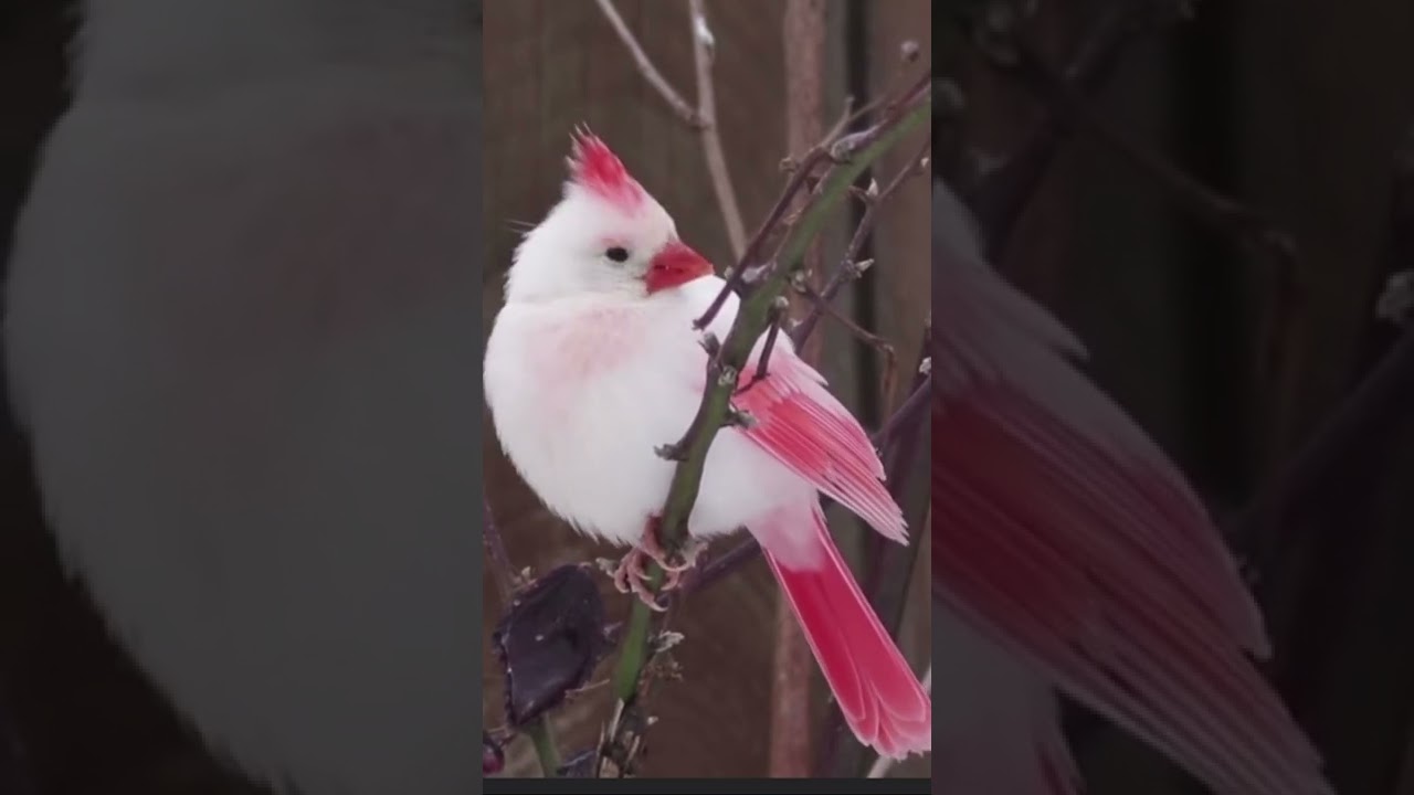 This rare white Cardinal 🤍 ️ #northcarolina #cardinal #cardinals #birds ...