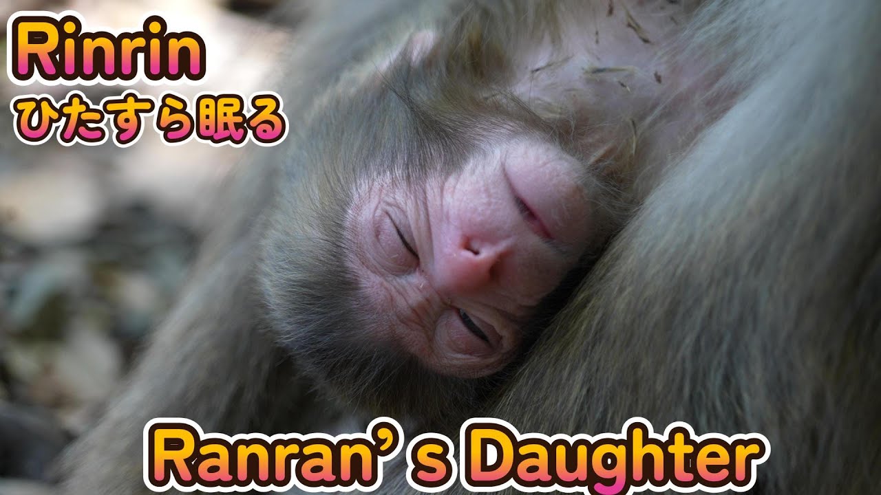 【赤ちゃん・ニホンザル・4K動画】Ranran’sDaughter Rinrin Day 3 of Birth 眠り姫 - YouTube