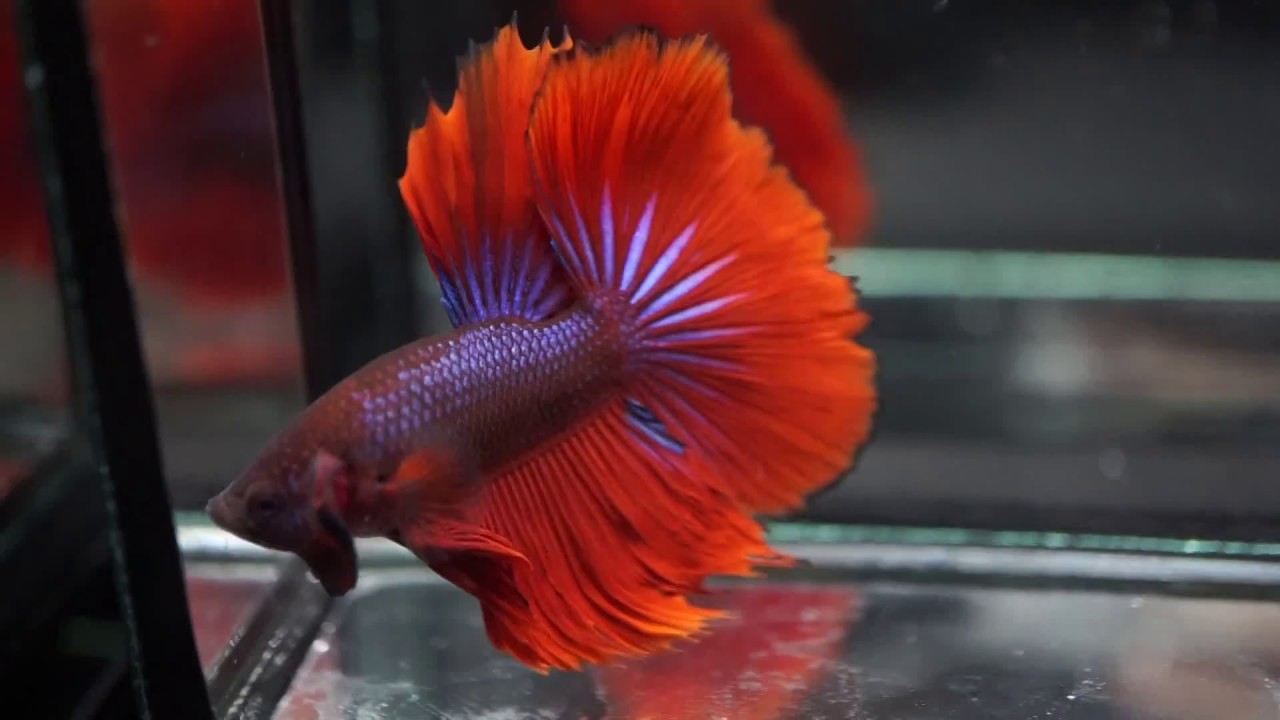 SUPER RED DEVIL Rosetail (Male) Betta - YouTube