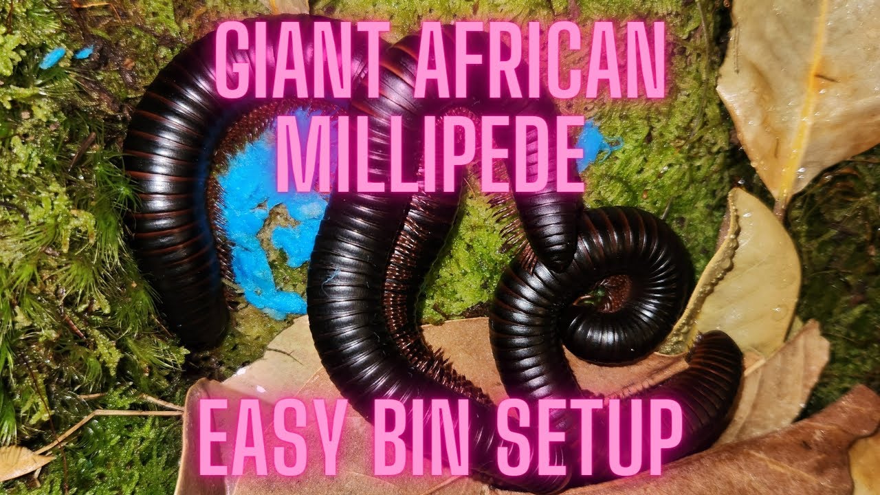 Giant African Millipede Easy Bin Setup - YouTube