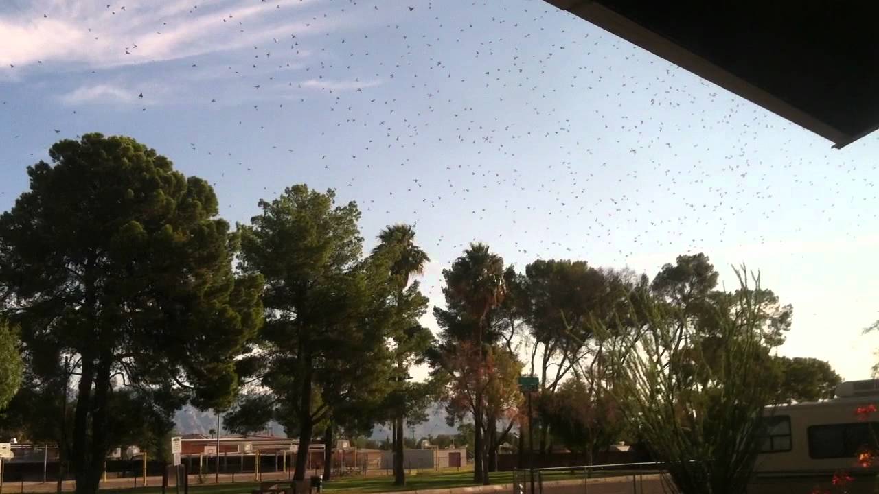 Bugnado 2 [watch in 720p] - Mating swarm in morning light, from 6 ...