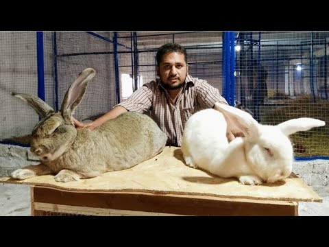 Biggest Rabbit in these world Biggent Rabbit Farm @HSNEntertainment ...