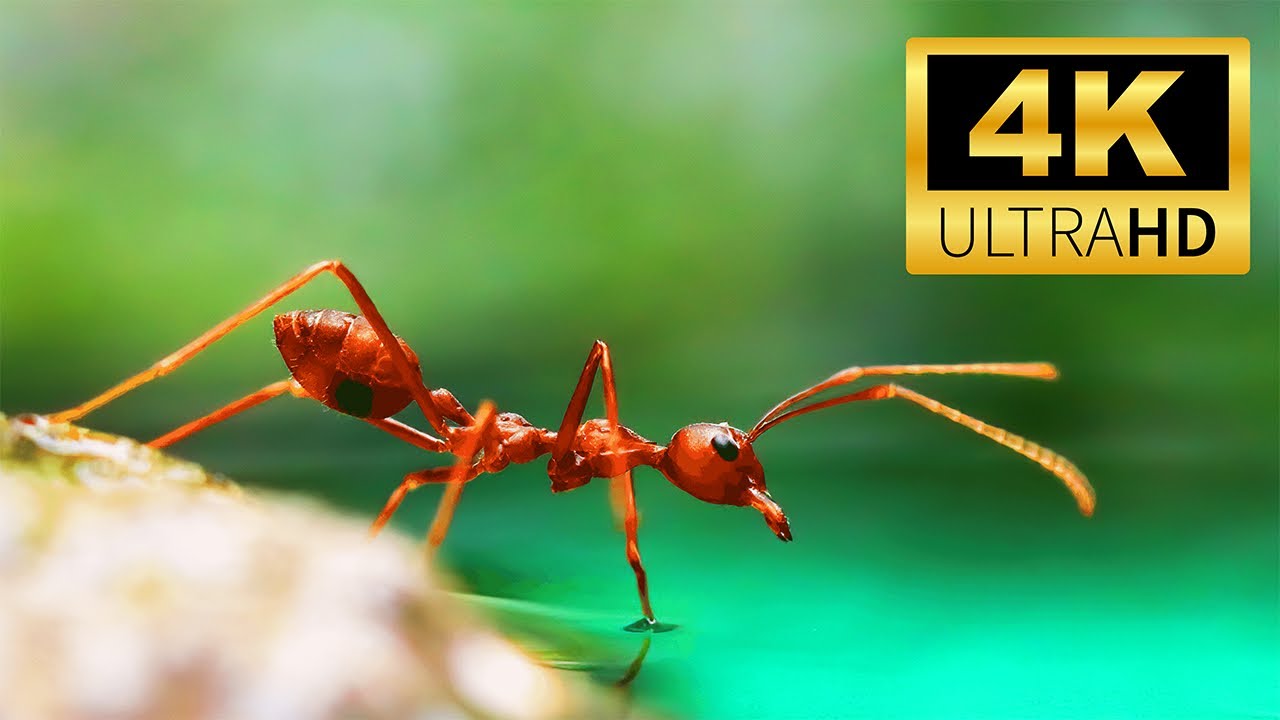 Exploring the Wilderness World: ANTS | Wild Animals in 4K ULTRA HD ...
