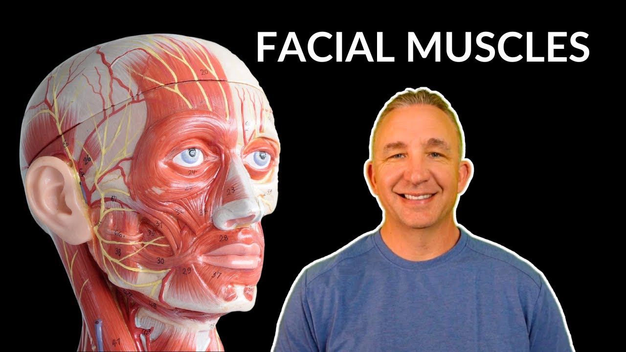 Muscular System | Facial Muscles Identification - YouTube