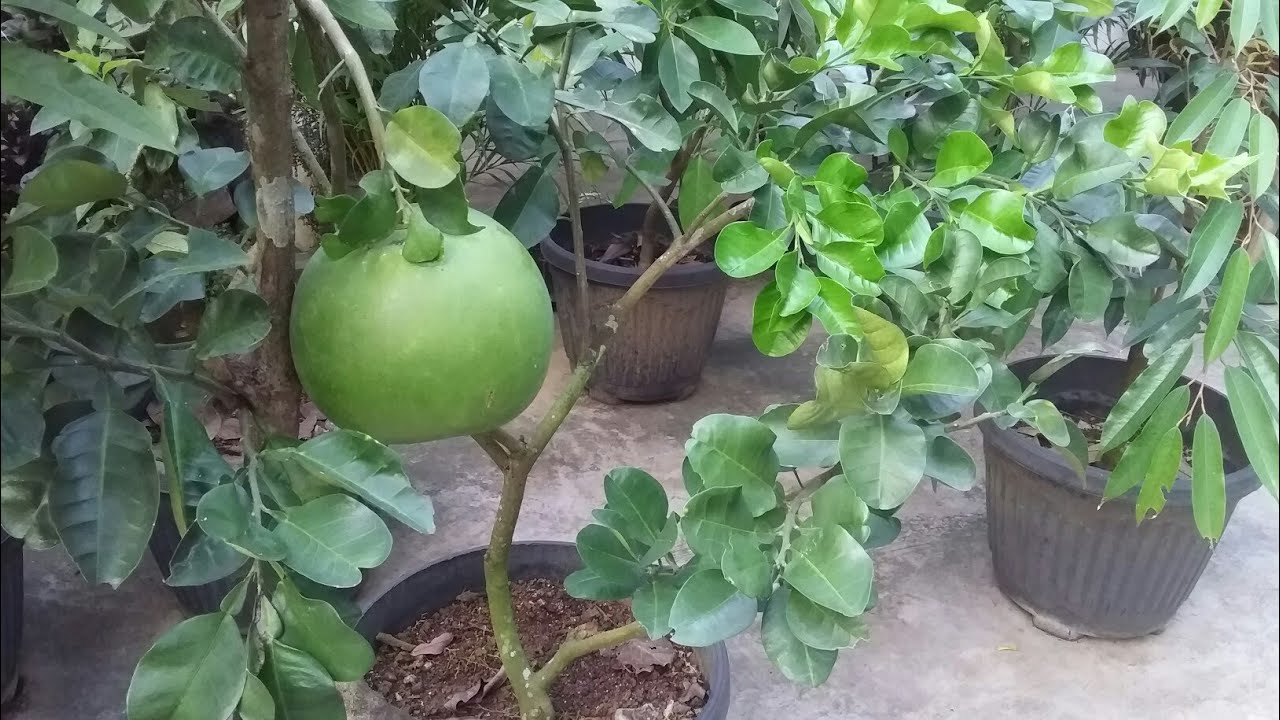 Jeruk Bali Dalam Pot - YouTube