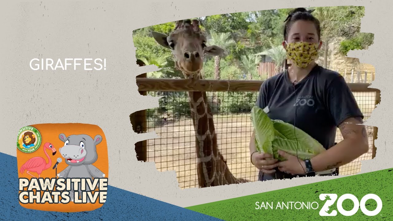You didn’t sneeze - These giraffes just blessed you! - YouTube