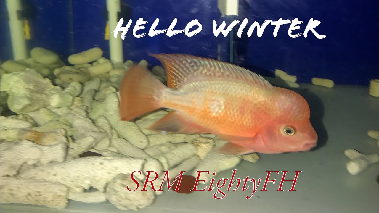Super Red Monkey SRM Fading Red - Eighty Flowerhorn. 24.11.2020 - YouTube