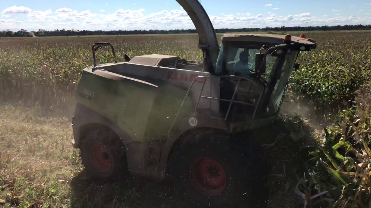Chopping corn silage 2018 - YouTube