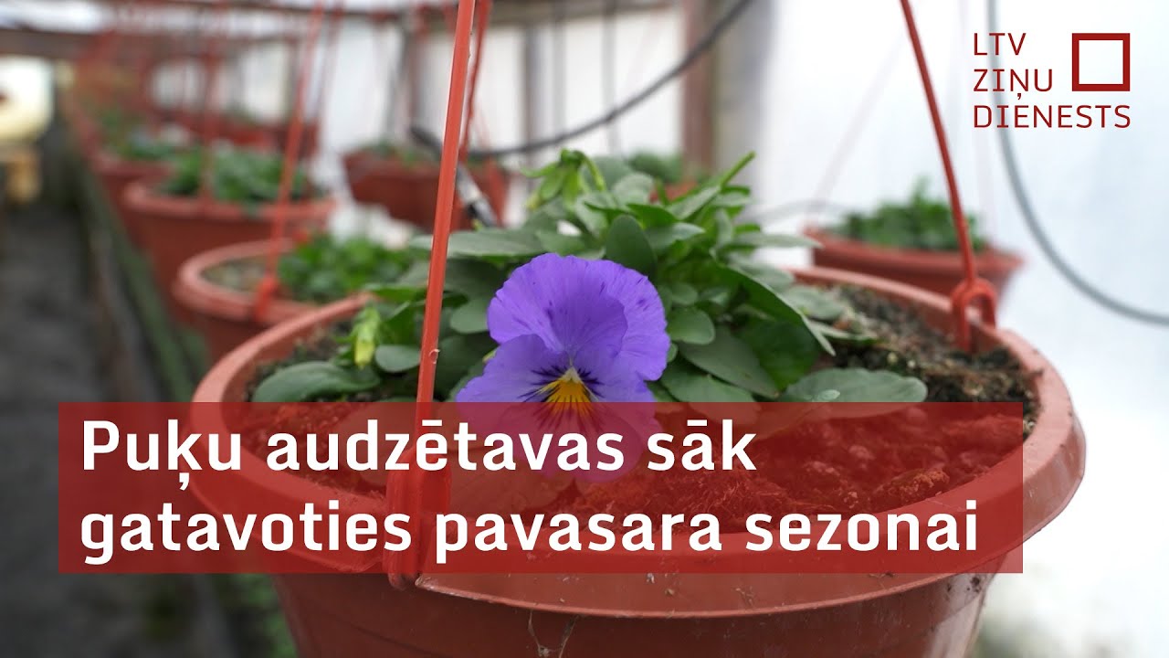 Puķu audzētavas sāk gatavoties pavasara sezonai - YouTube