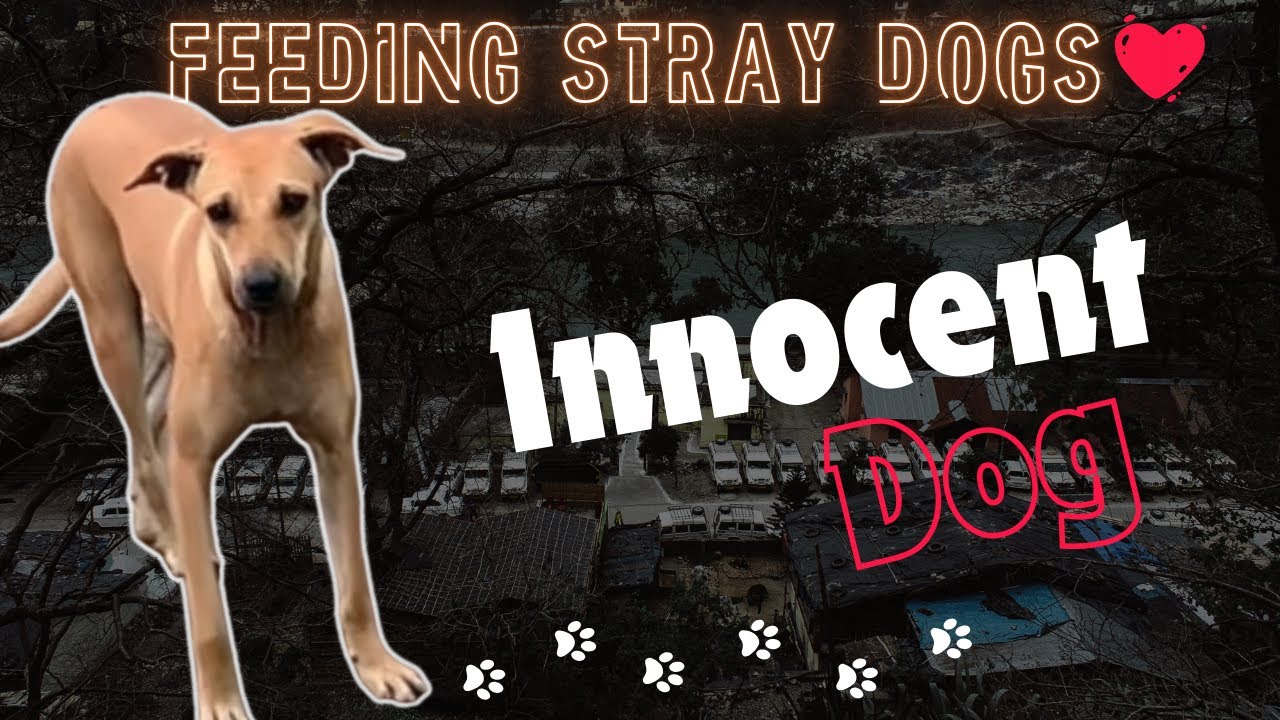 Feeding Street Dogs | Helping Dogs | Giving food | Vlog | English - YouTube