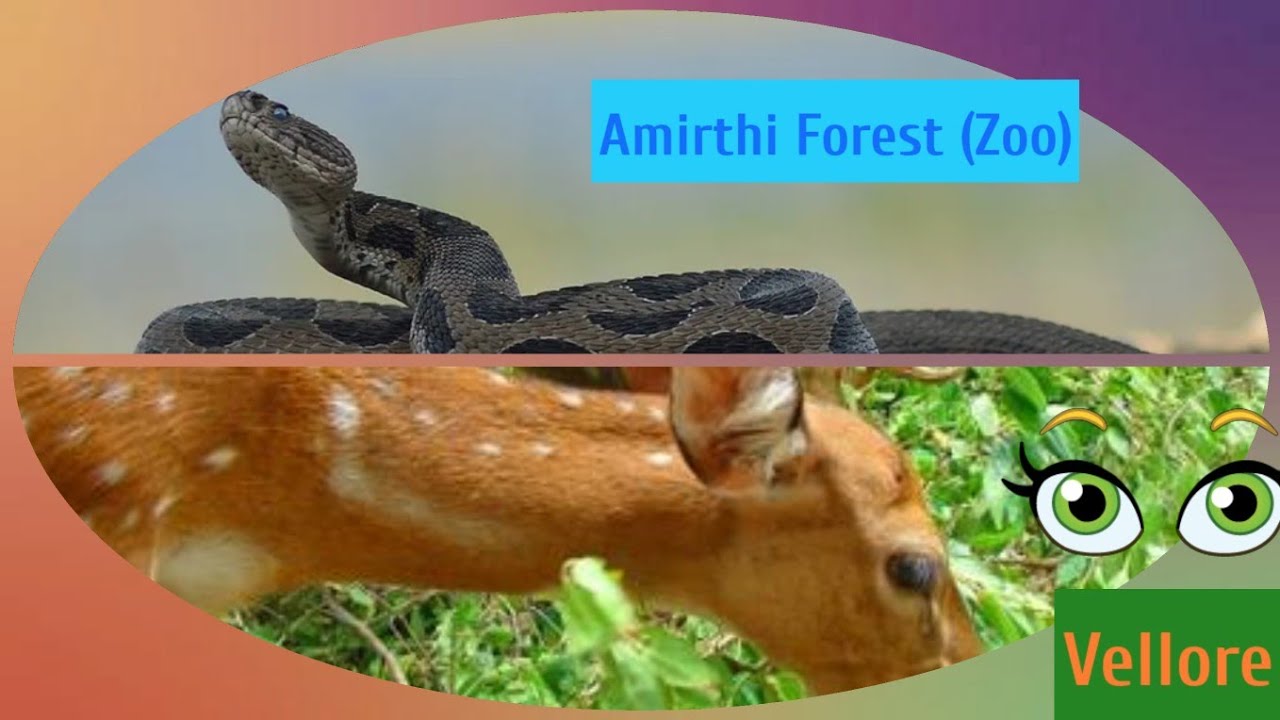 Amirthi Forest zoo |Vellore @BTS - YouTube