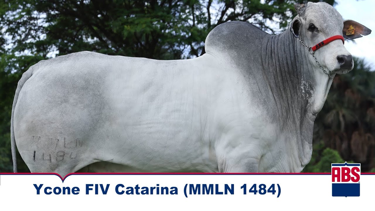YCONE FIV CATARINA (MMLN 1484) - Touro Nelore ABS - YouTube