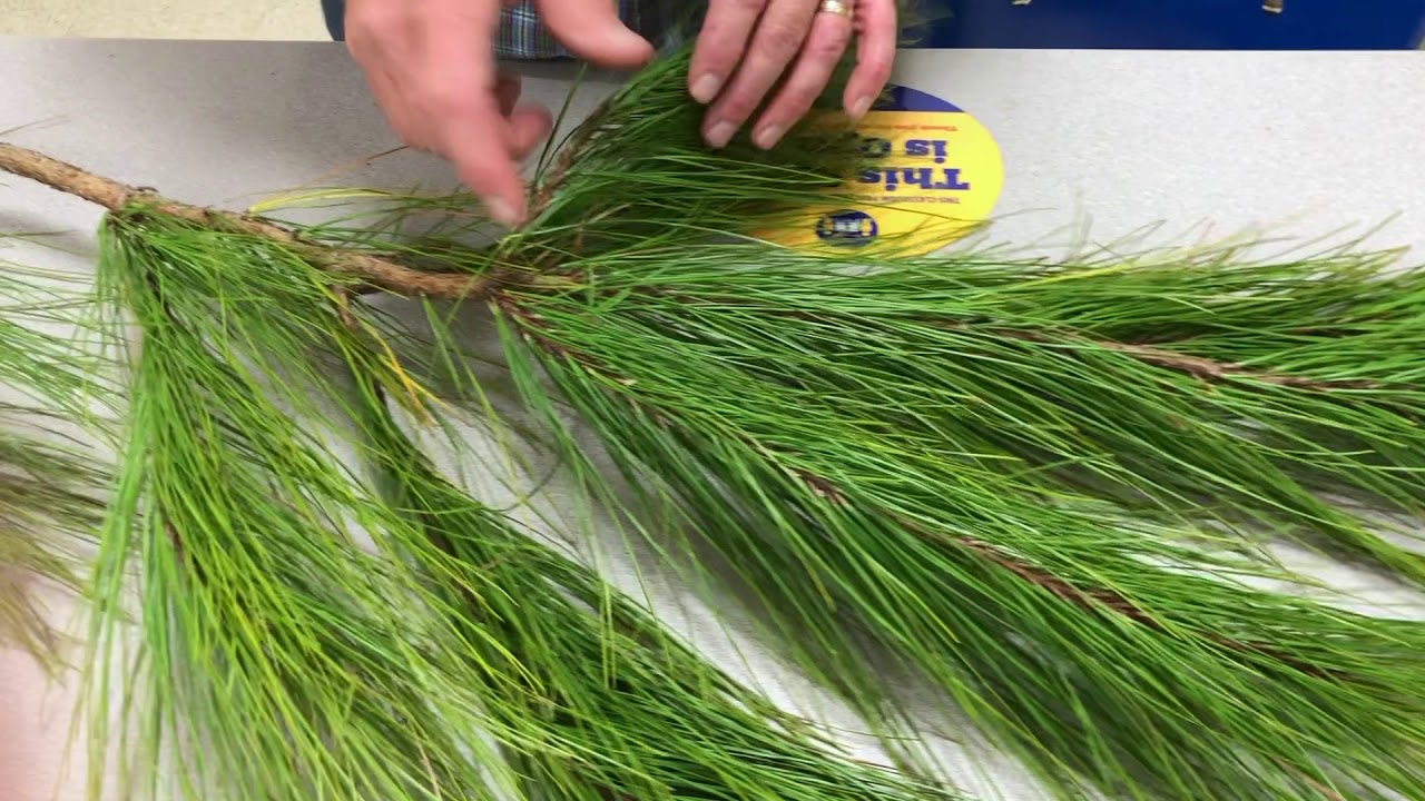 Tree Biology Lab 1 Primary Growth - Activity 1, Pine Growth Patterns ...