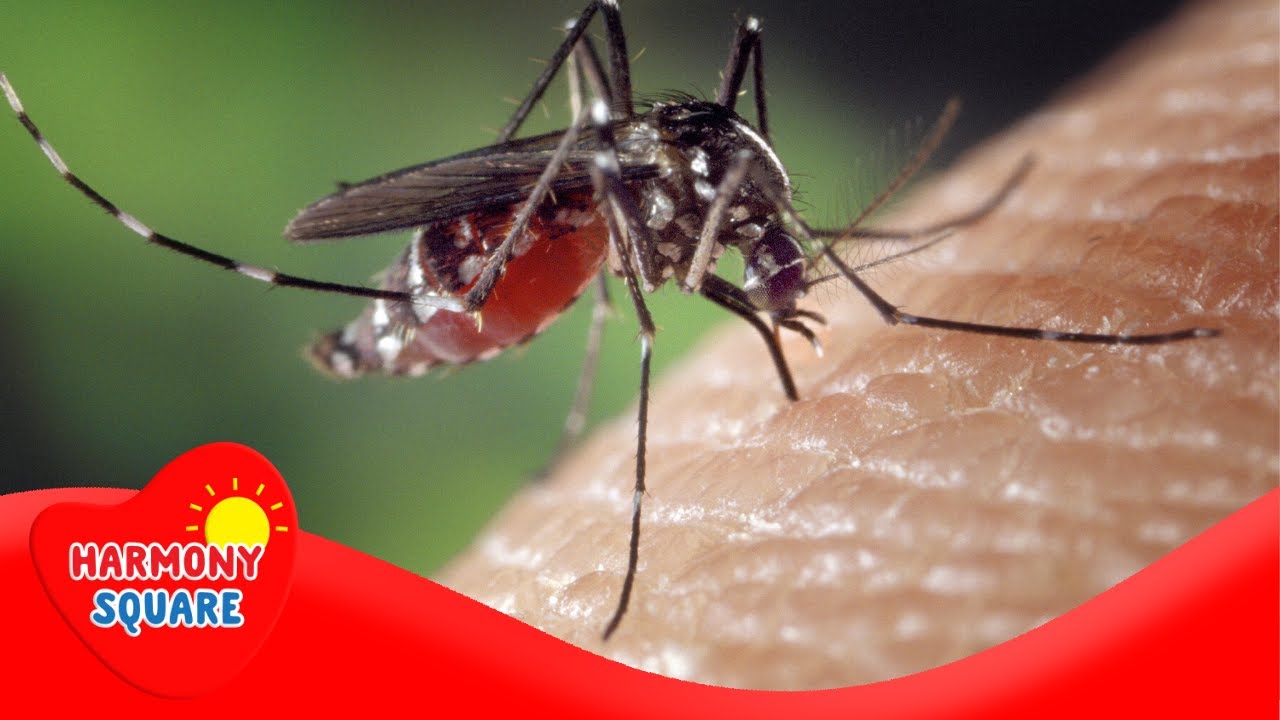 Vector Biológico - Más grados 5-8 Ciencia en Harmony Square - YouTube