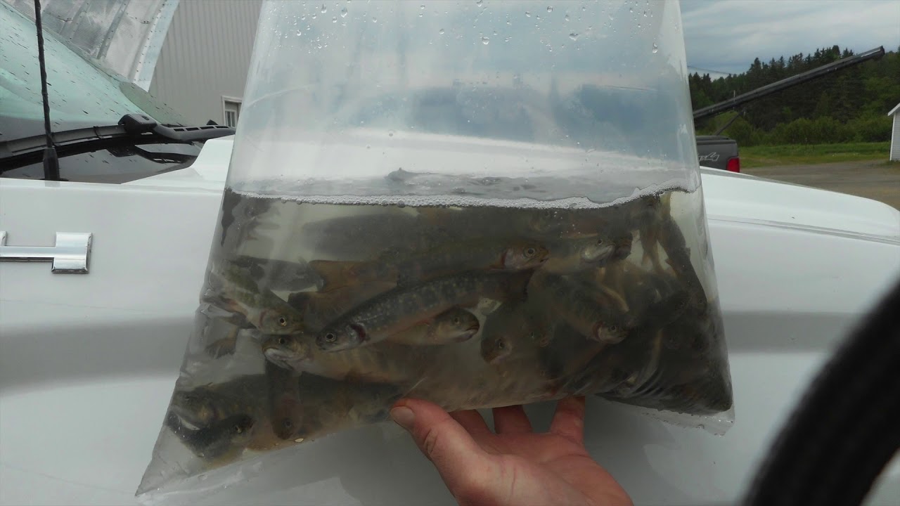 Stocking My Pond with Brook Trout - YouTube