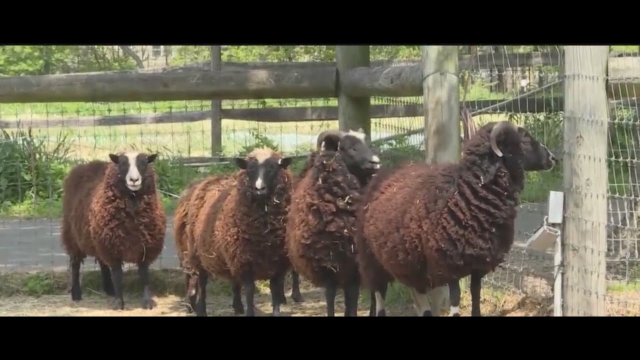 Queens County Farm Museum - YouTube