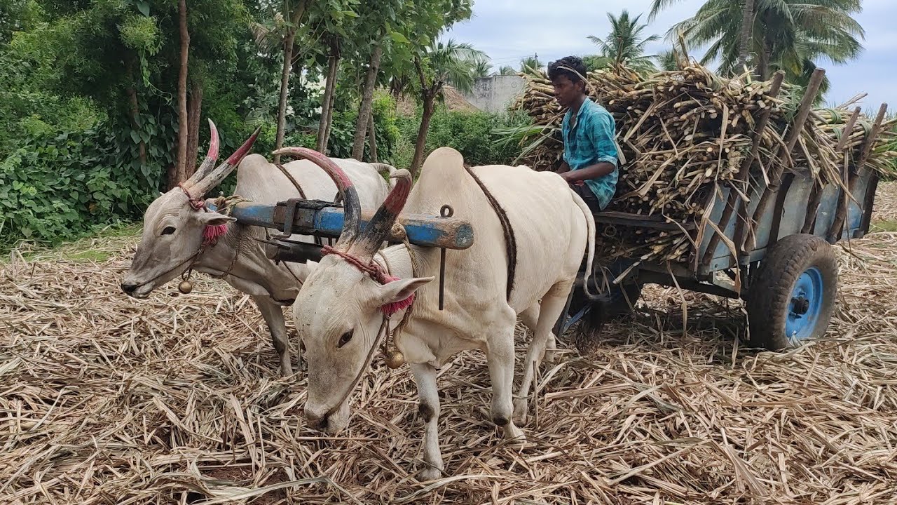 Bullock | Bullockcart racing video | cow milking heavy load sugarcane ...