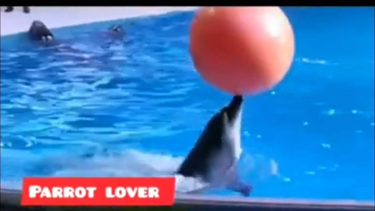 Dolphin circus(stant)/Beautiful dolphin show⚘⚘ - YouTube