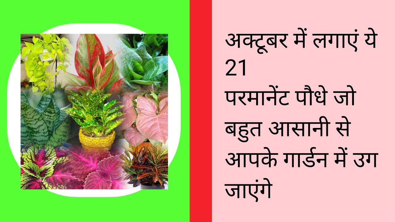 21 Permanent Hardy Plants , Easy to grow plants, 21 shade loving plants ...