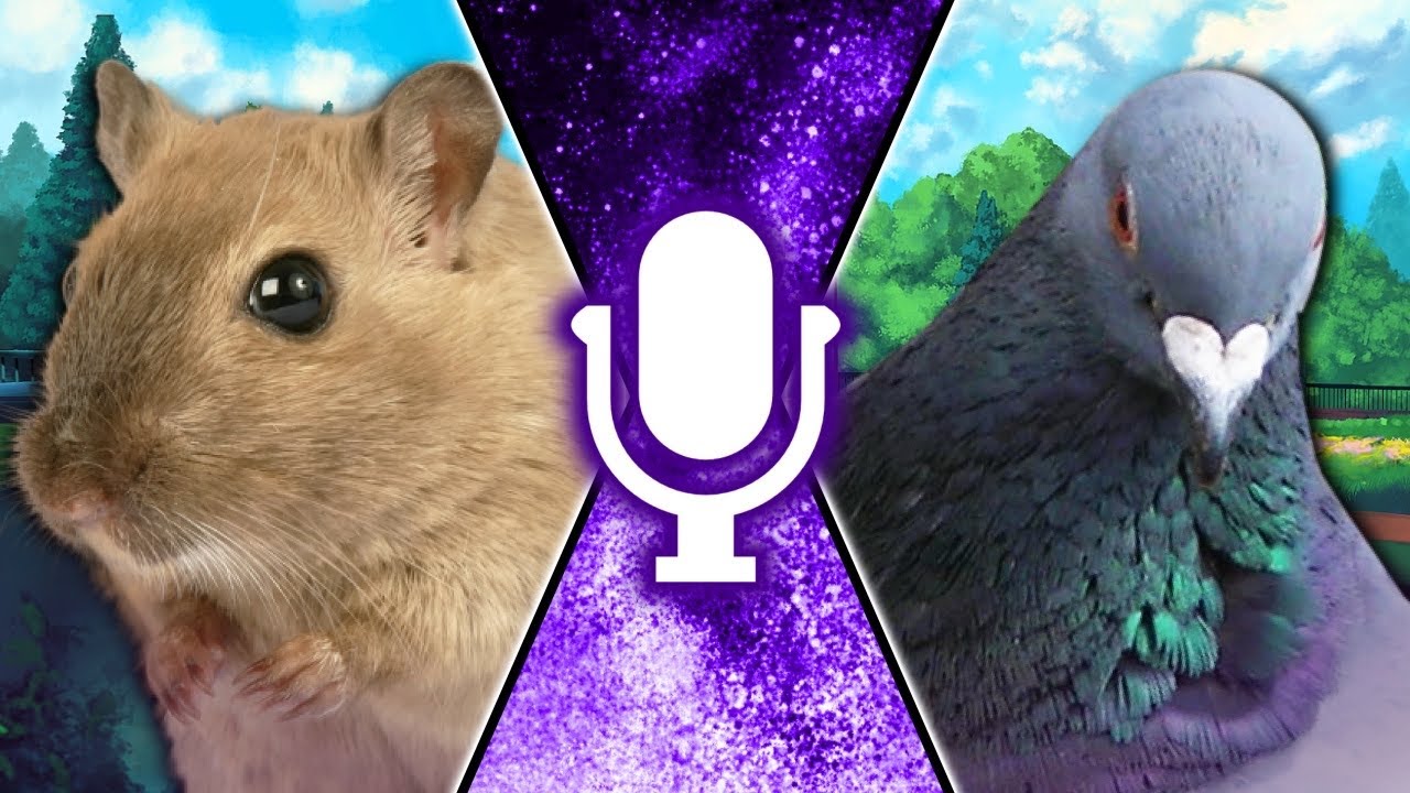 Rat VS Pigeon | CAST OF PODS - YouTube