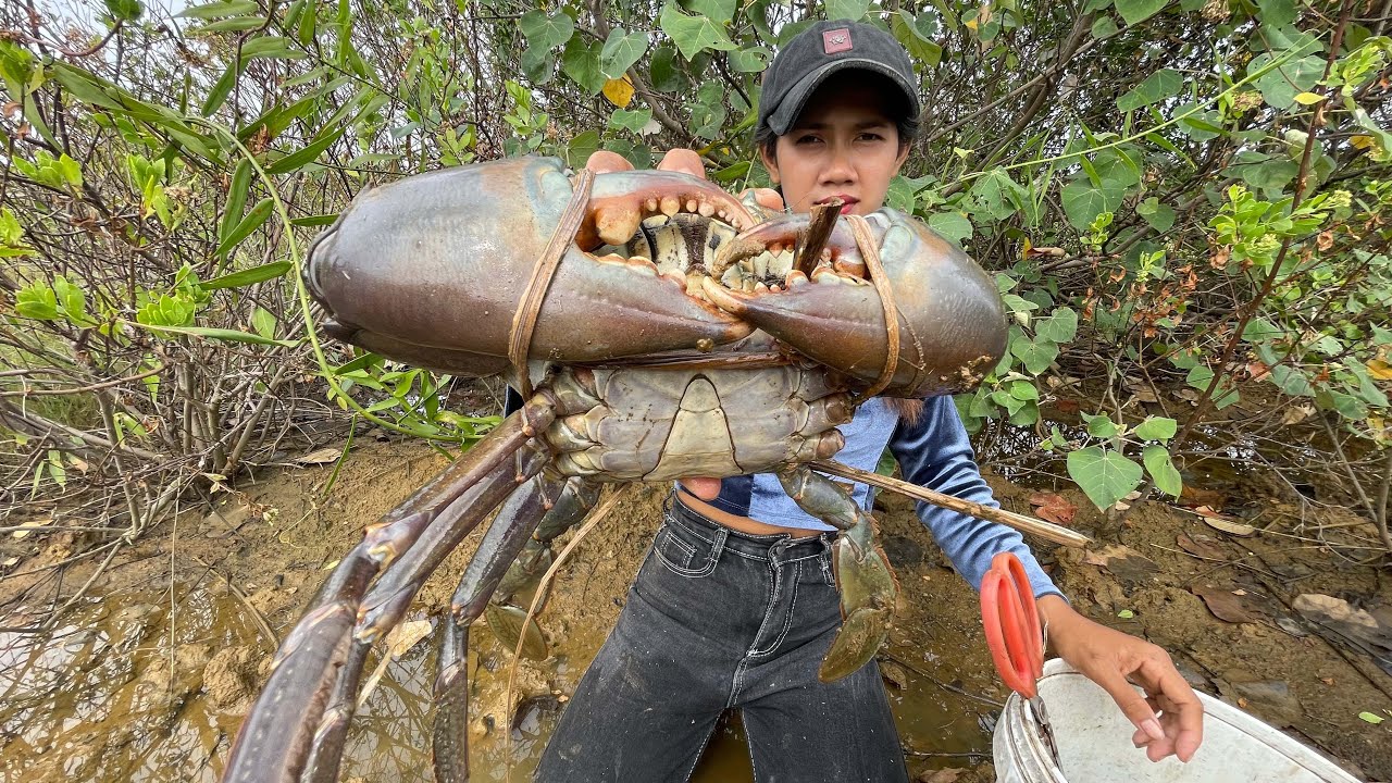 Amazing Catching Huge Mud Crabs at The Sea Swamp after Water Low Tide ...