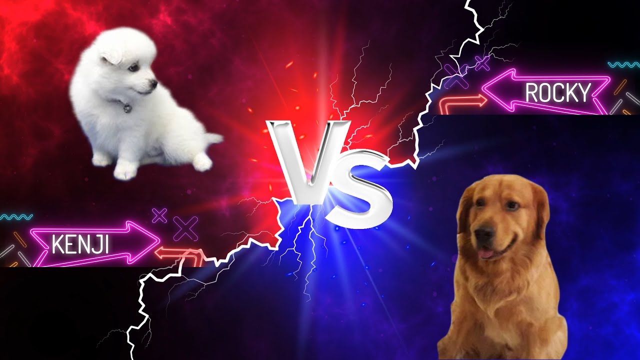 Dog Cute Moments: Rocky & Kenji Playing Compilation - YouTube