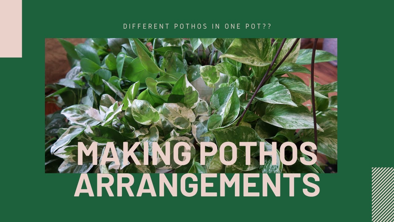 PLANT STYLING: Making a Pothos arrangement - YouTube