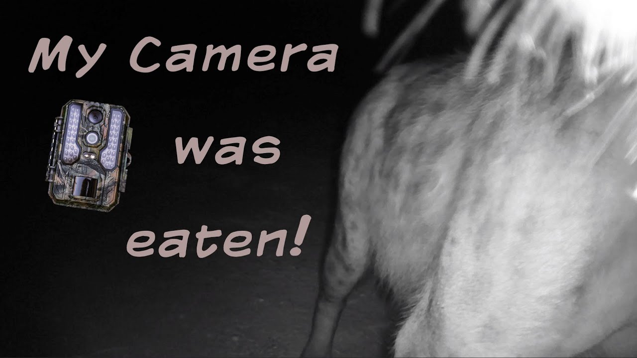My Camera was eaten! - YouTube