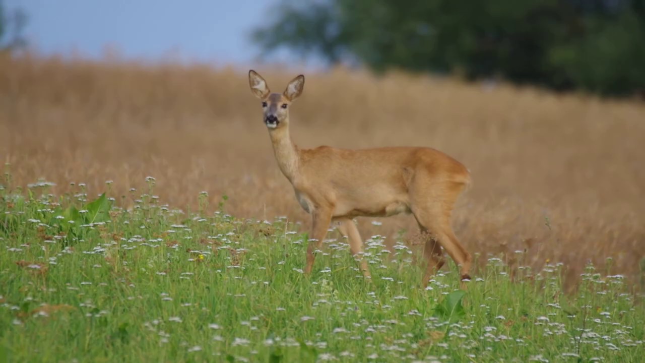 stirna 2019 07 16 - YouTube