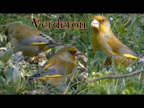 42 Verderón #faunanavarra #turismonaturaleza #chlorischloris
