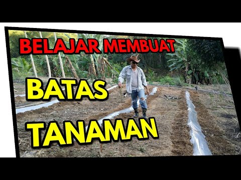 Membuat penyediaan batas tanaman sayur menggunakan tiller machine ...
