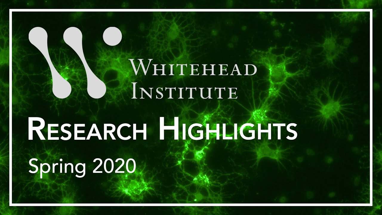 Spring 2020 Research Highlights from Whitehead Institute - YouTube