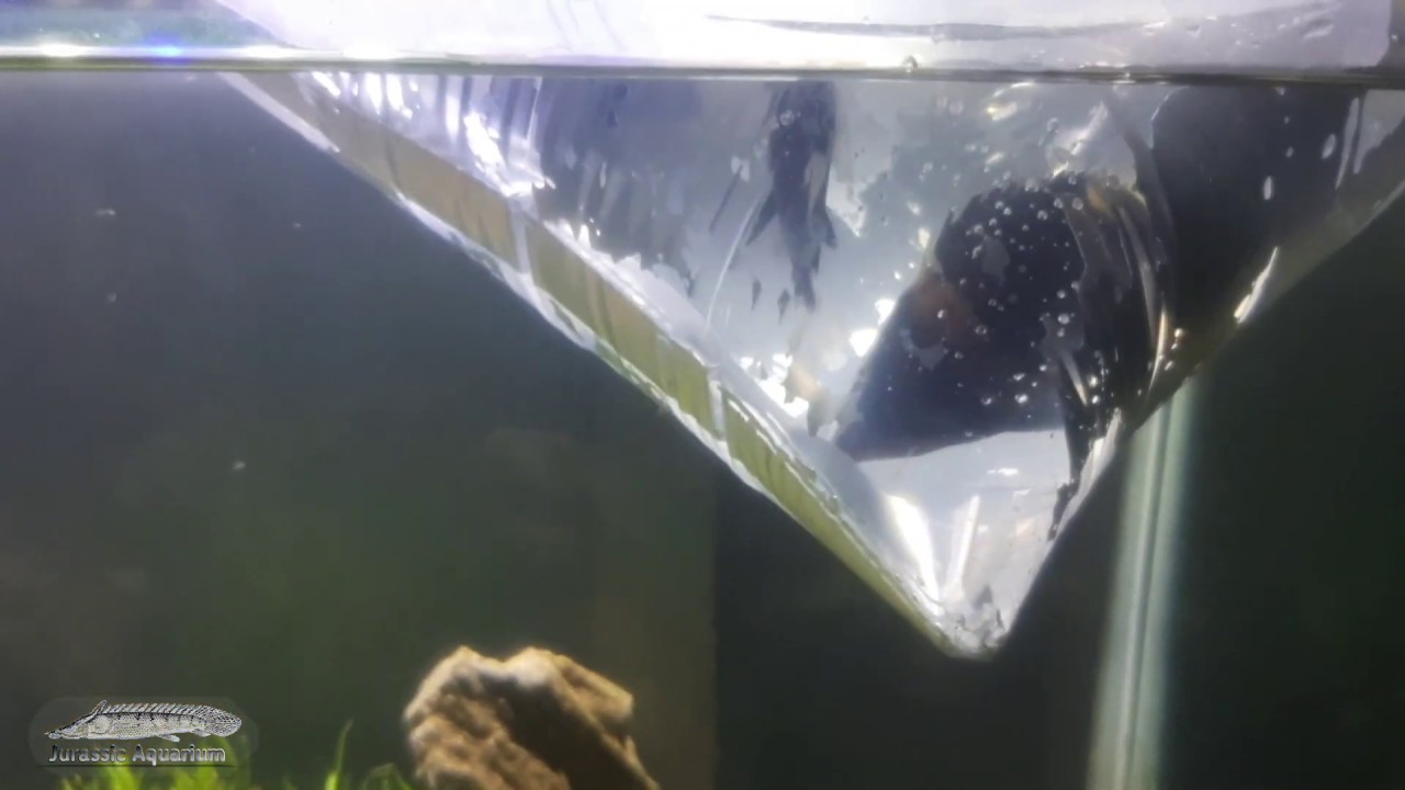 Tiger Fish Datz Borneo (Datnioides) - YouTube