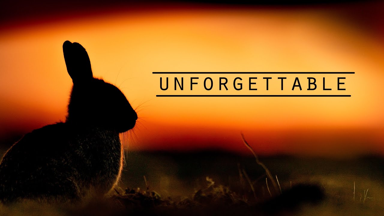 Wildlife Photography - On a remote Island - YouTube