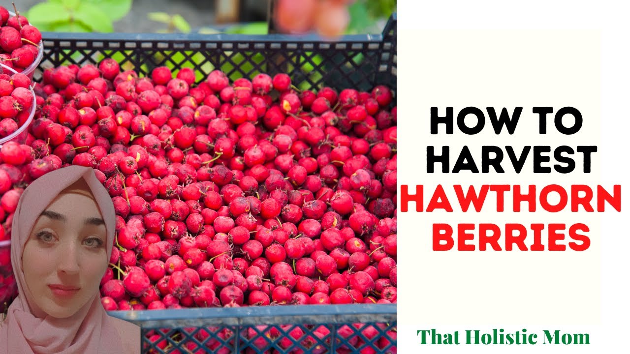 How To Harvest Hawthorn Berries - YouTube