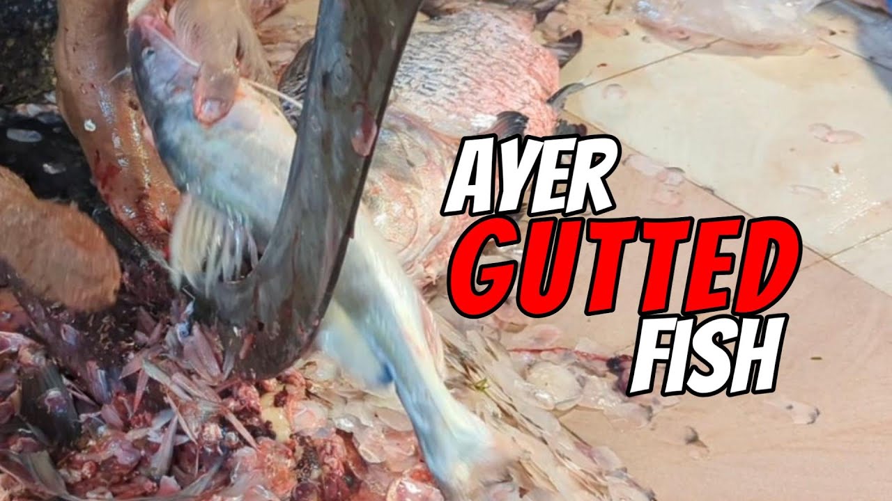 Amazing Ayer (Gutted) Fish Cutting Live | বাঘা আয়ের মাছ কাটা | और भी ...