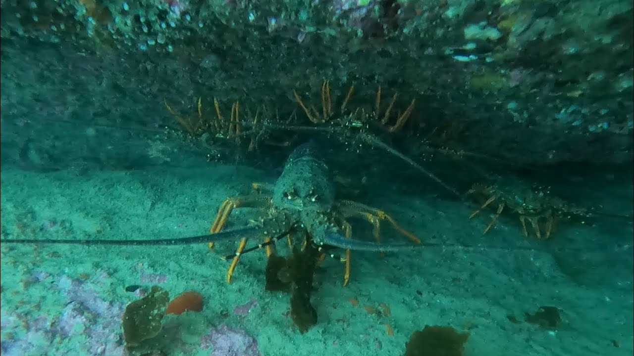 Diving Mercury Islands NZ. BIG CRAYFISH & MORE !! - YouTube