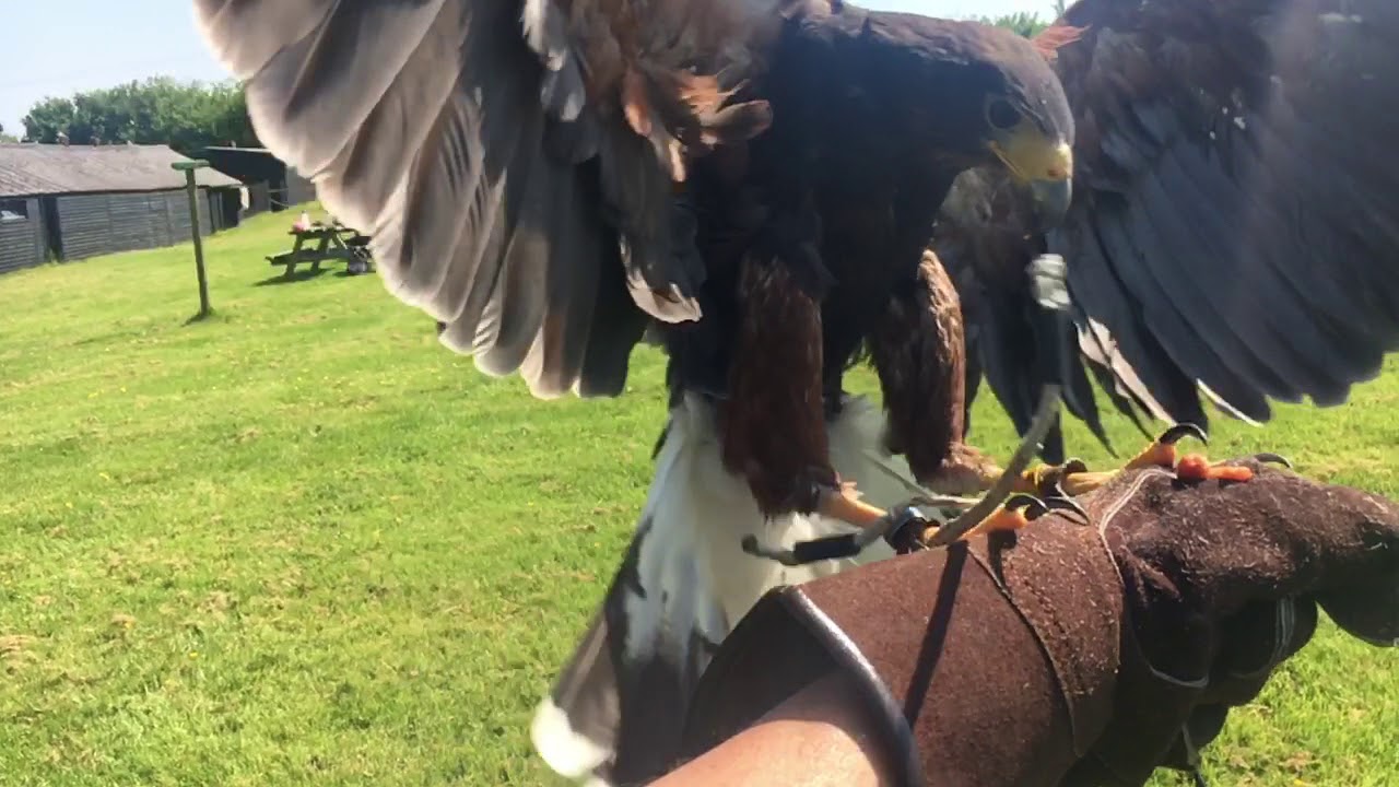 Harris hawk flying at Yarak bird of prey - YouTube