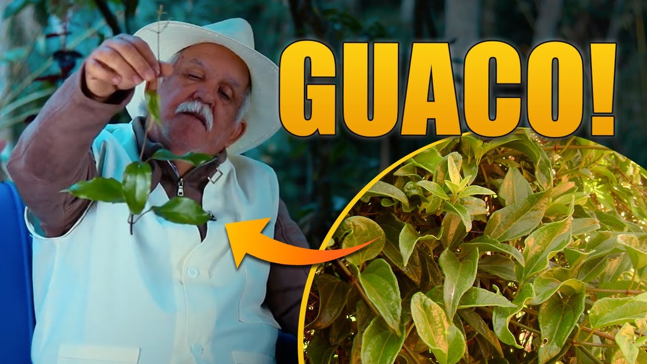 COMO USAR O GUACO: PROTEGE O SISTEMA RESPIRATÓRIO, IMUNOLÓGICO ...