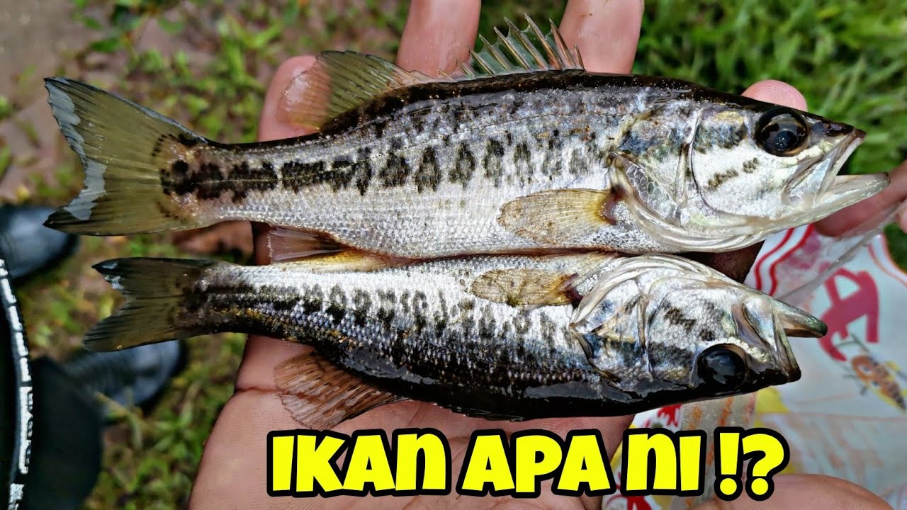 Ikan Rare yang tak patut wujud di Malaysia !! | Vlog 01 - YouTube