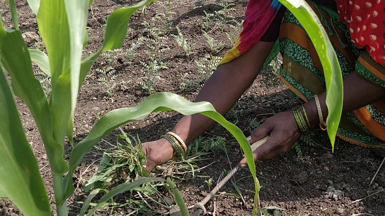|Indian Traditional Farming in Rural Maharashtra India||Old ...