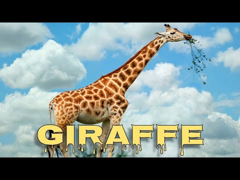 Giraffe sounds, giraffe noise - YouTube