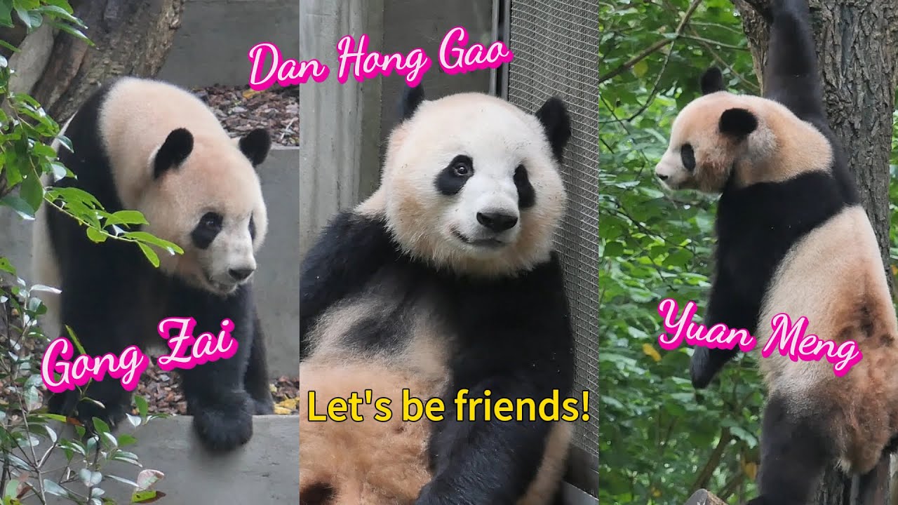 10.11 Snack brothers making friends with neighbor Yuan Meng & Gong Zai😄 ...