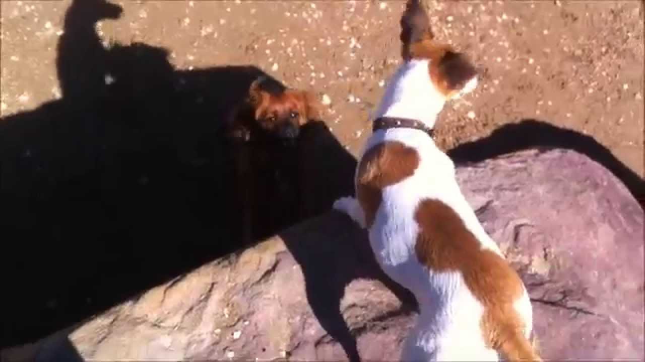 Dixie the Jack Russell playing cheeky chase - YouTube